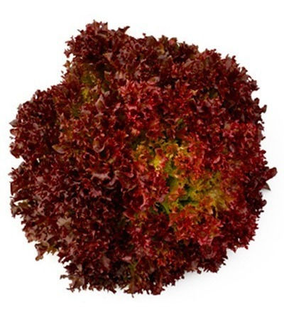 Alface Frisée Roxa Orgânica - Feliz Orgânica